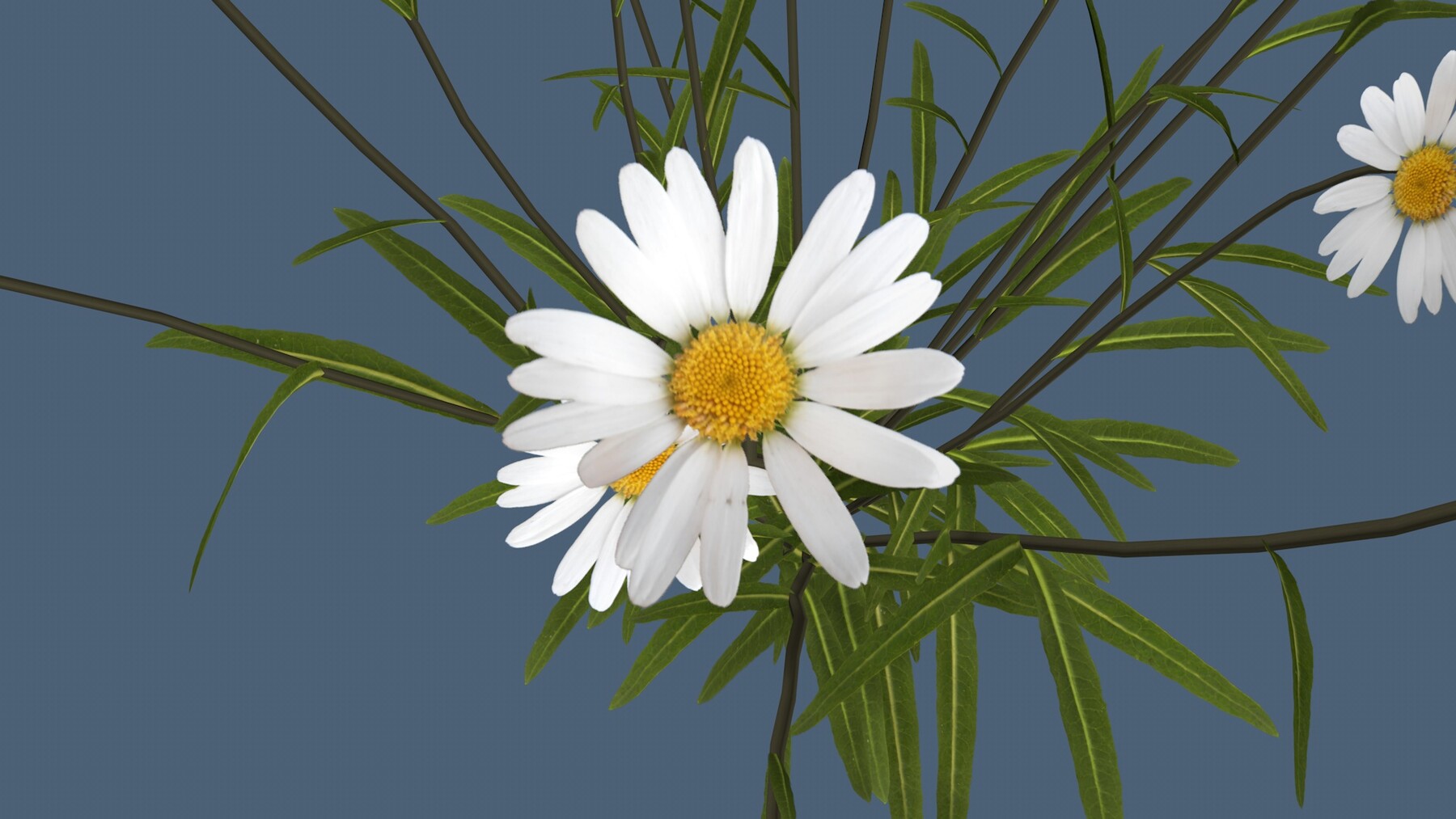 ArtStation - Chamomile | Resources