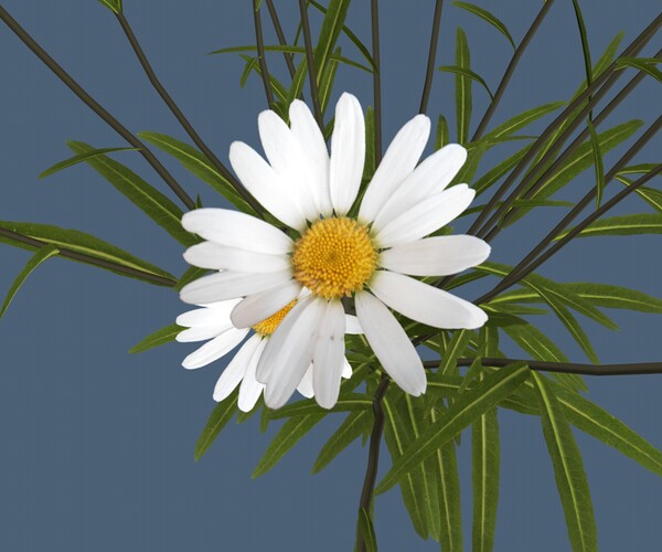 ArtStation - Chamomile | Resources