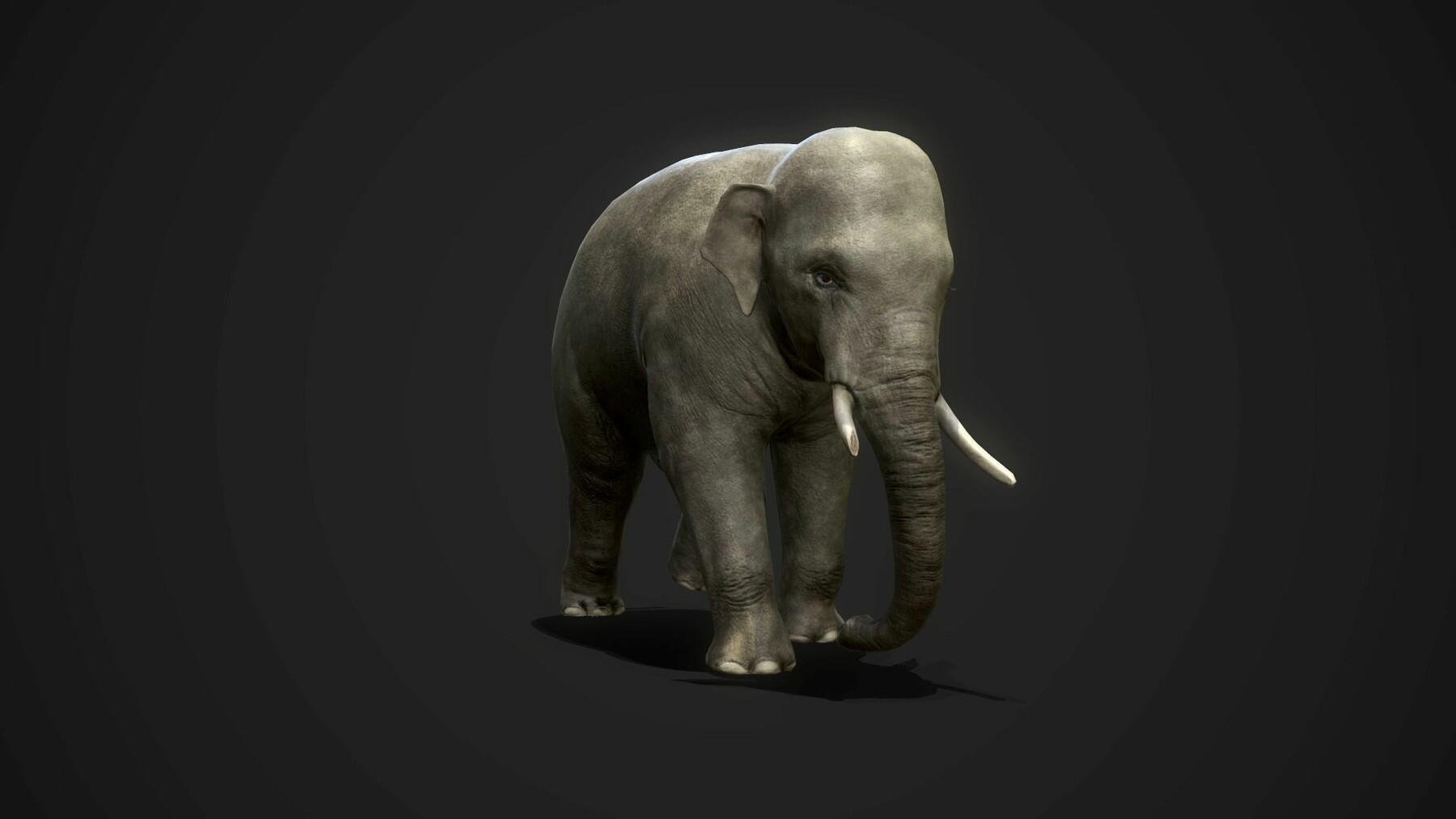 ArtStation - Asian Elephants - Game Ready | Game Assets