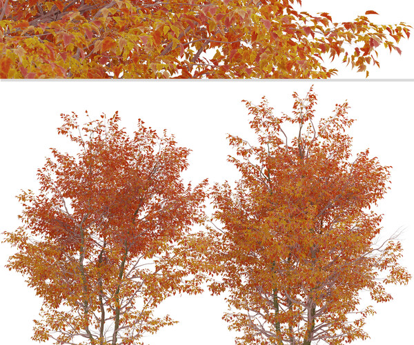 ArtStation - Set of Snakebark maple Trees (Acer davidii) (2 Trees ...
