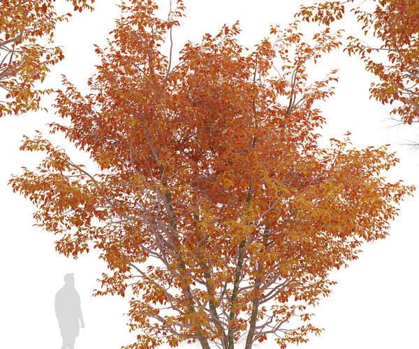ArtStation - Set of Snakebark maple Trees (Acer davidii) (2 Trees ...