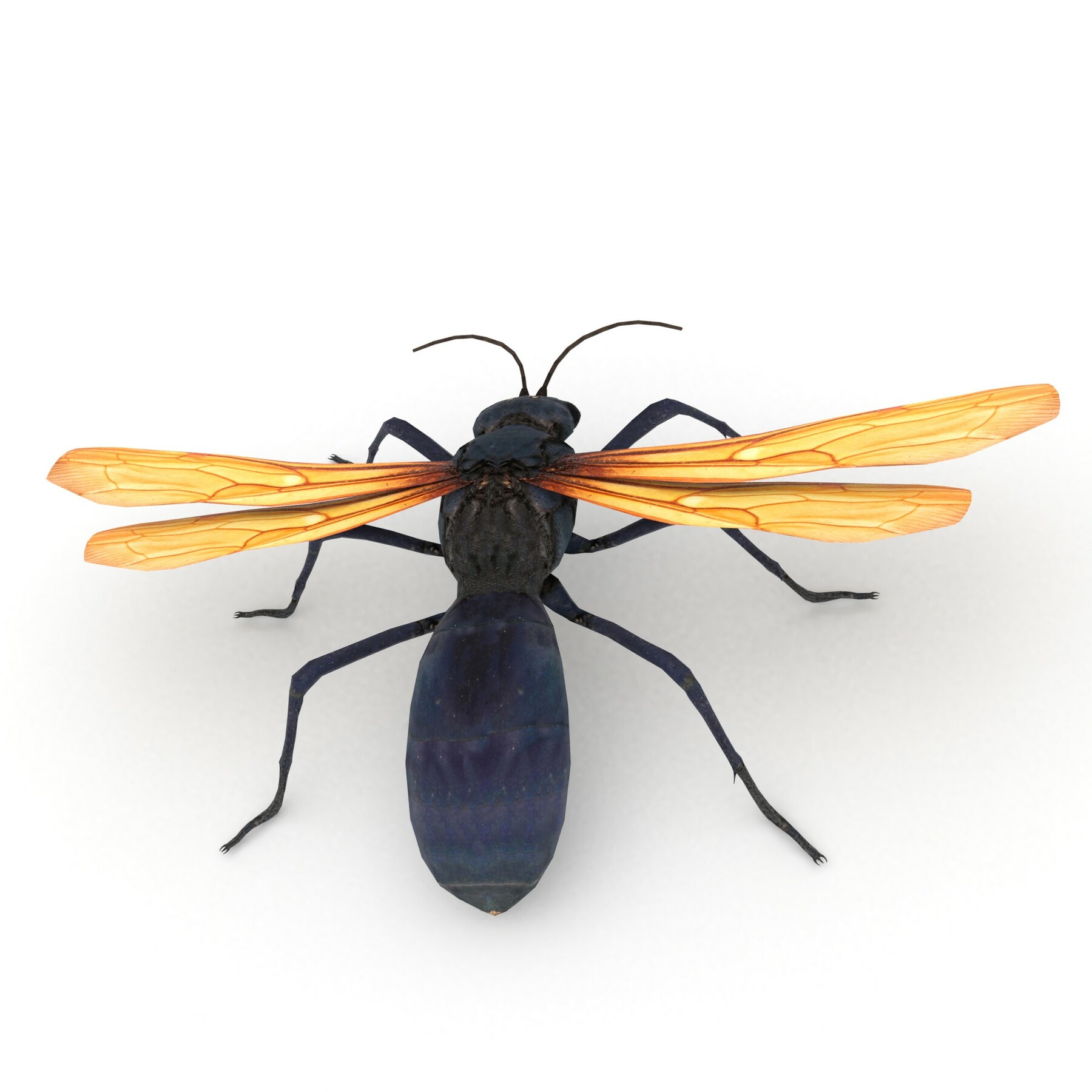 ArtStation - Tarantula hawk | Resources