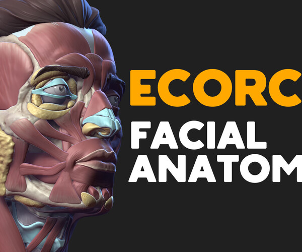ArtStation - Ecorche. Facial anatomy | Resources