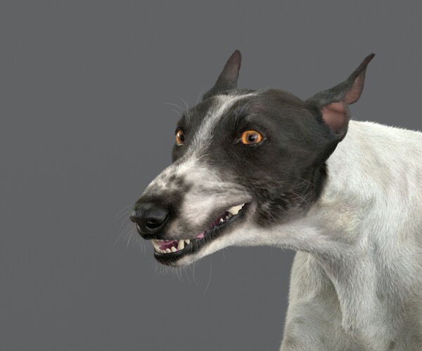ArtStation - Greyhound Spotted Fur Animated | Resources