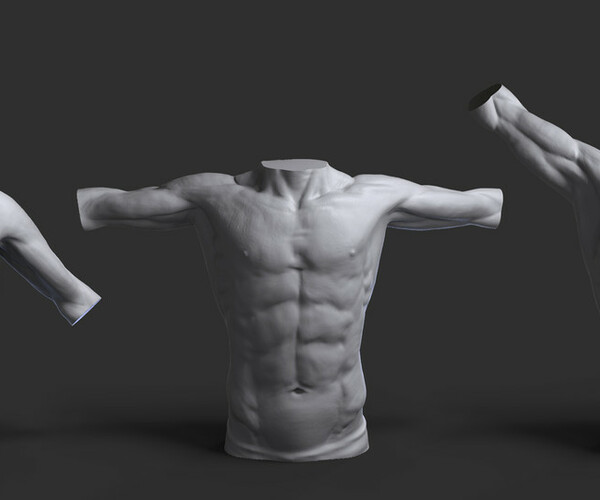 ArtStation - Moving male torso anatomy | Resources