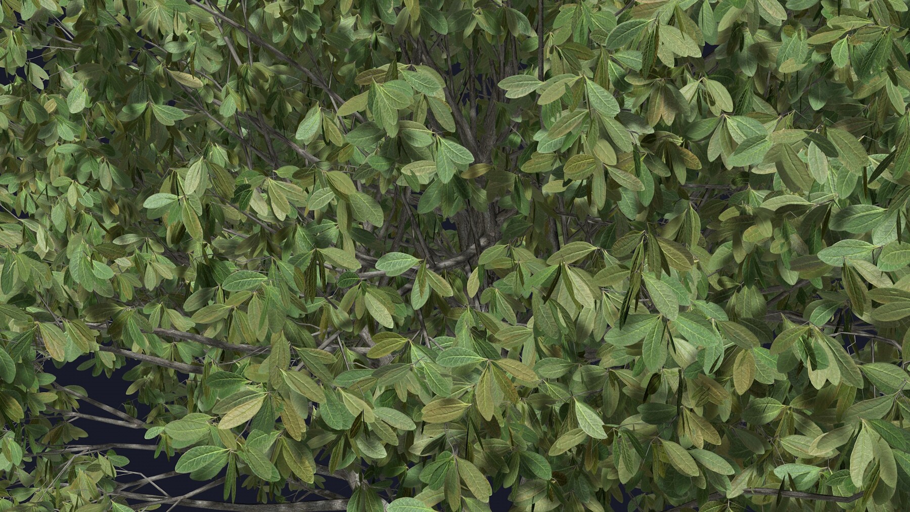 ArtStation - Tree - Broadleaf | Resources