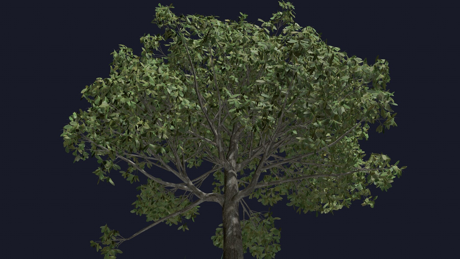 ArtStation - Tree - Broadleaf | Resources