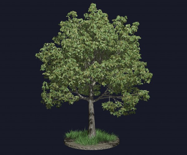 ArtStation - Tree - Broadleaf | Resources