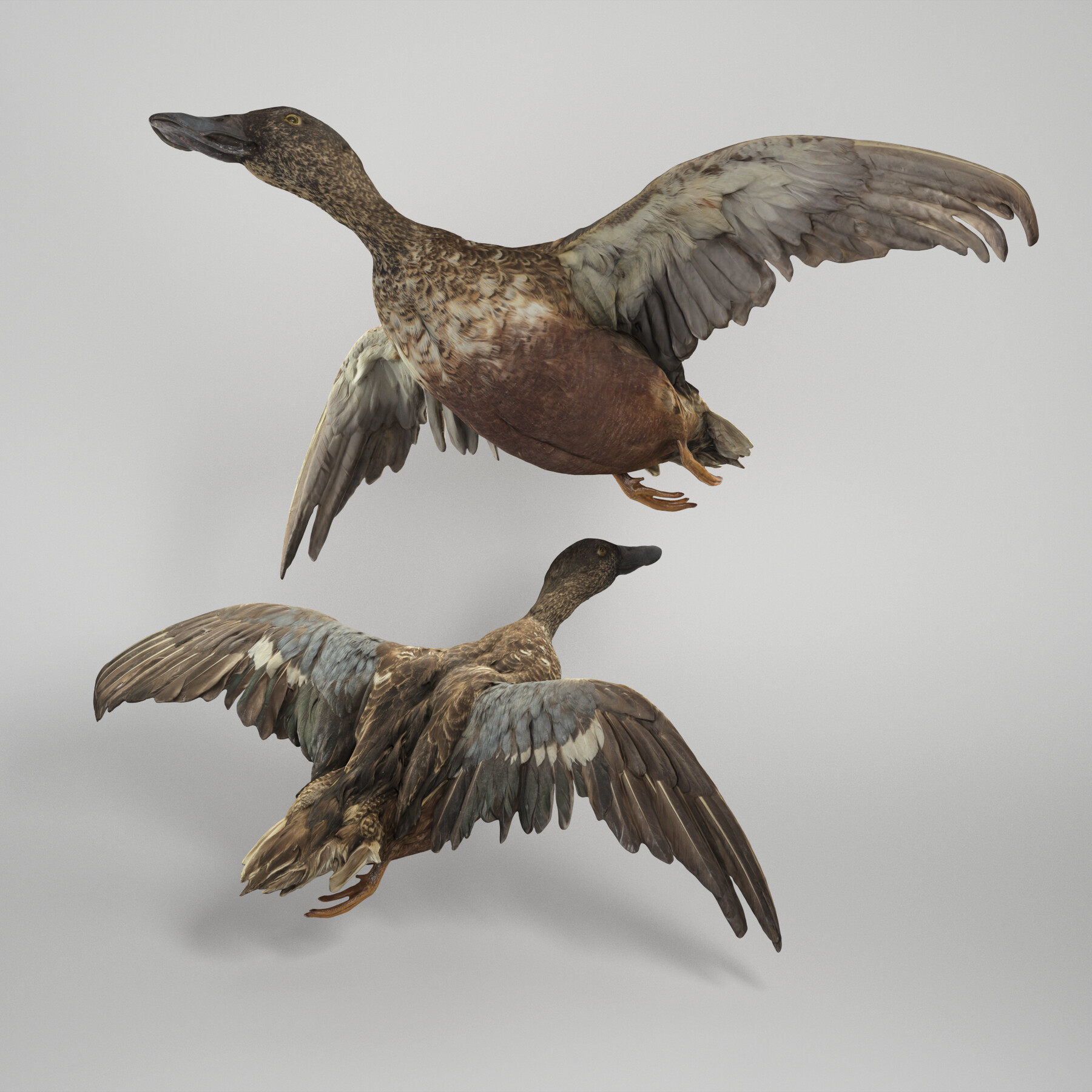 ArtStation - Flying duck 06 | Game Assets