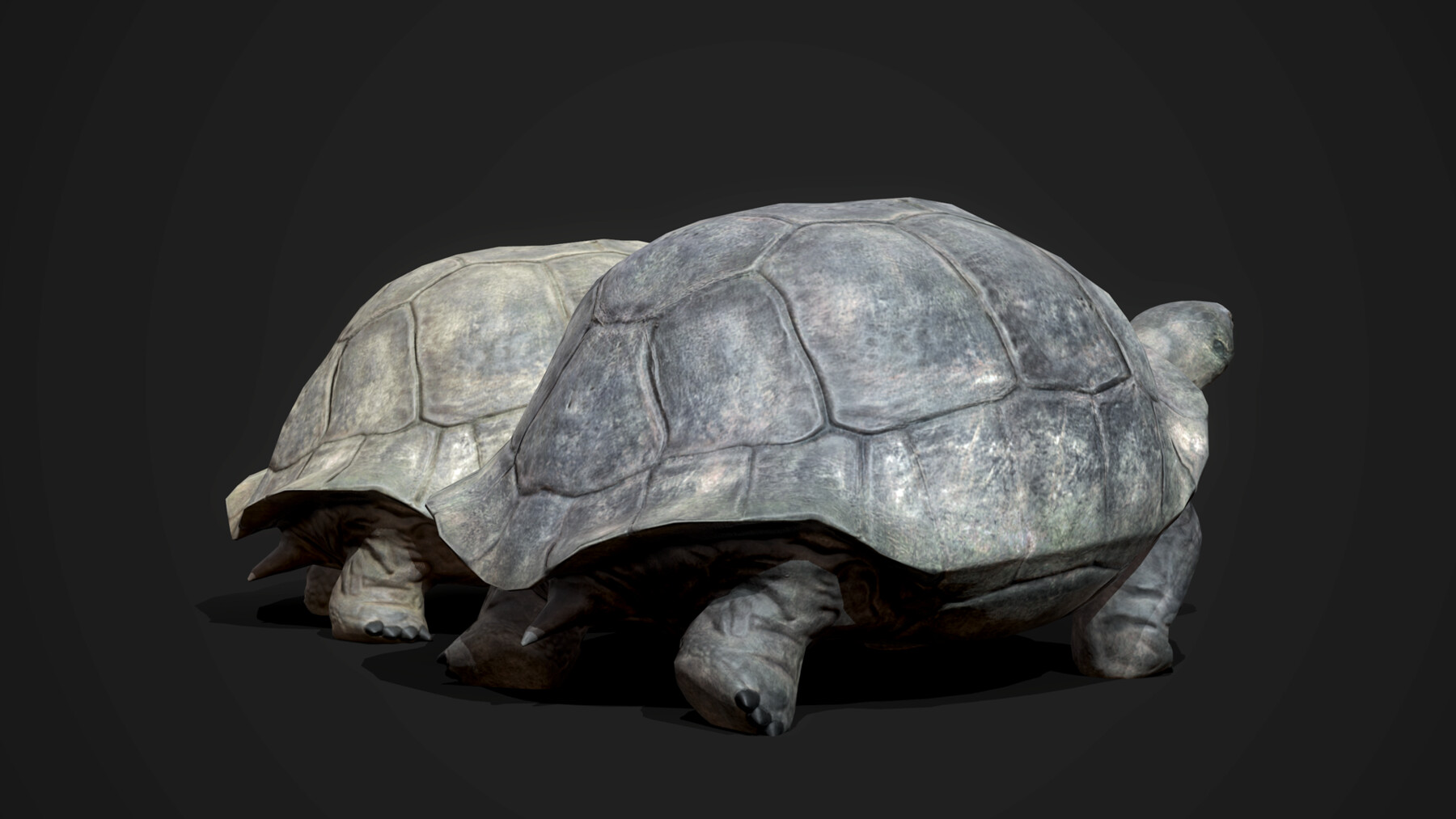 ArtStation - Galapagos Tortoise - Game Ready | Game Assets