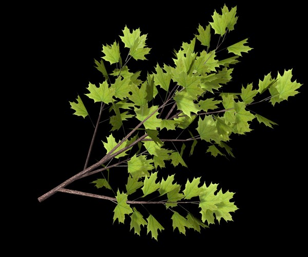 ArtStation - Maple branch | Resources