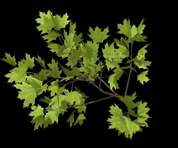 ArtStation - Maple branch | Resources