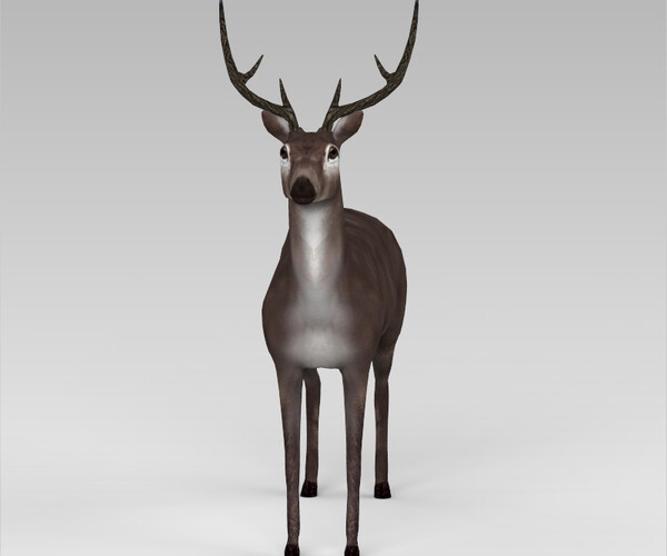 ArtStation - Low Poly Buck 3D Model | Resources