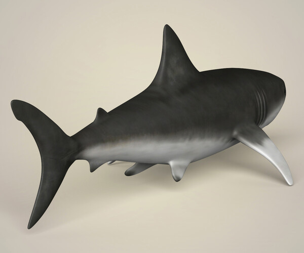 ArtStation - Realistic Shark 3D Model | Resources