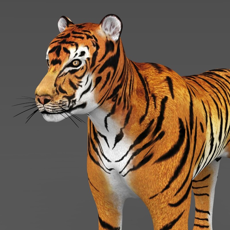 ArtStation - Realistic Tiger 3D Model | Resources