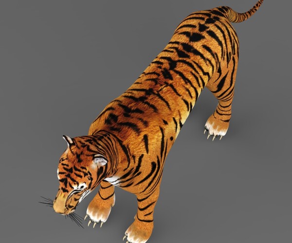 ArtStation - Realistic Tiger 3D Model | Resources
