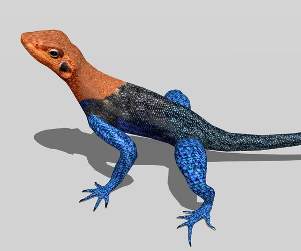 ArtStation - Agama Lizard | Resources