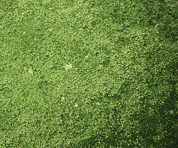 ArtStation - Moss PBR Tileable Material | Game Assets