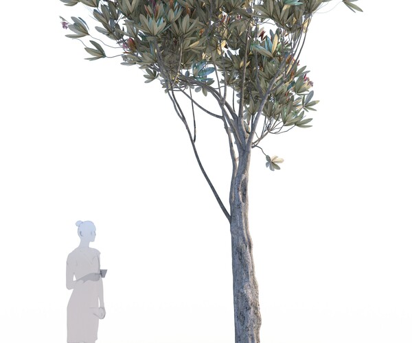 ArtStation - 3d models of a skinny bronze loquat tree eriobotrya ...