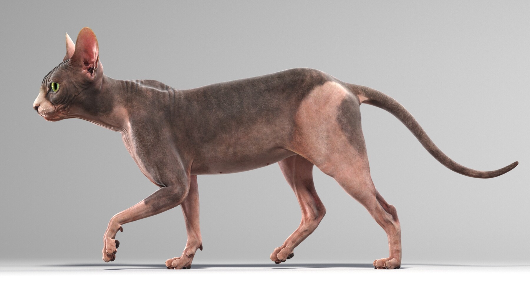 ArtStation - Sphynx Cat Bicolor Animated | Resources