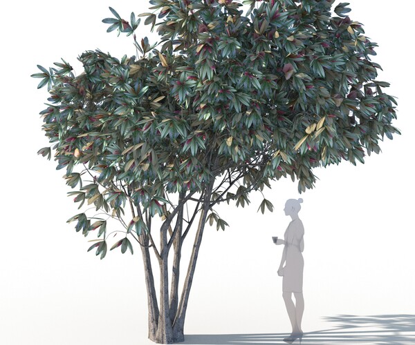 ArtStation - 3d models of multi bronze loquat tree eriobotrya deflexa ...