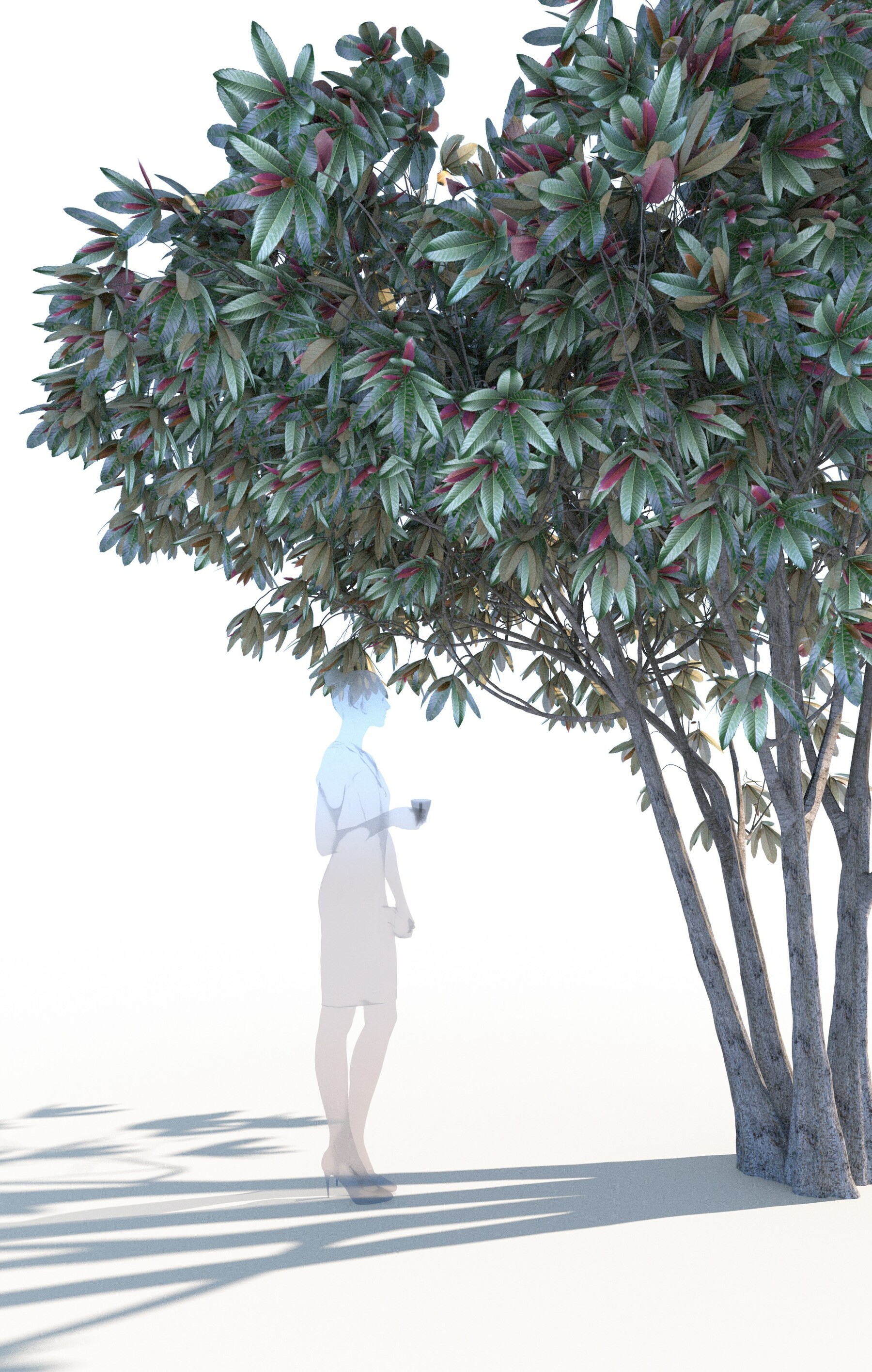 ArtStation - 3d models of multi bronze loquat tree eriobotrya deflexa ...