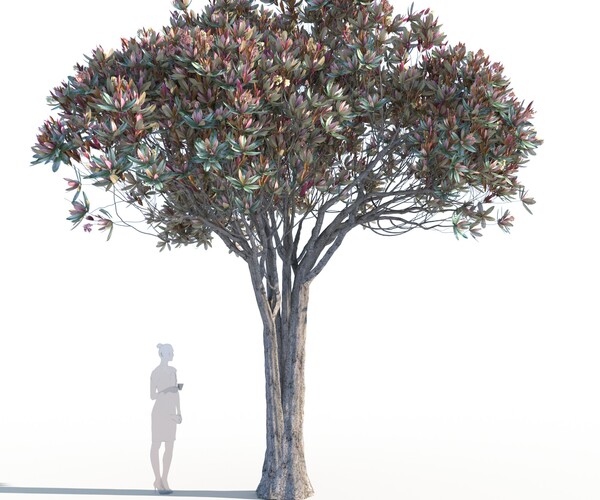 ArtStation - 3d models of mid bronze loquat tree eriobotrya deflexa ...