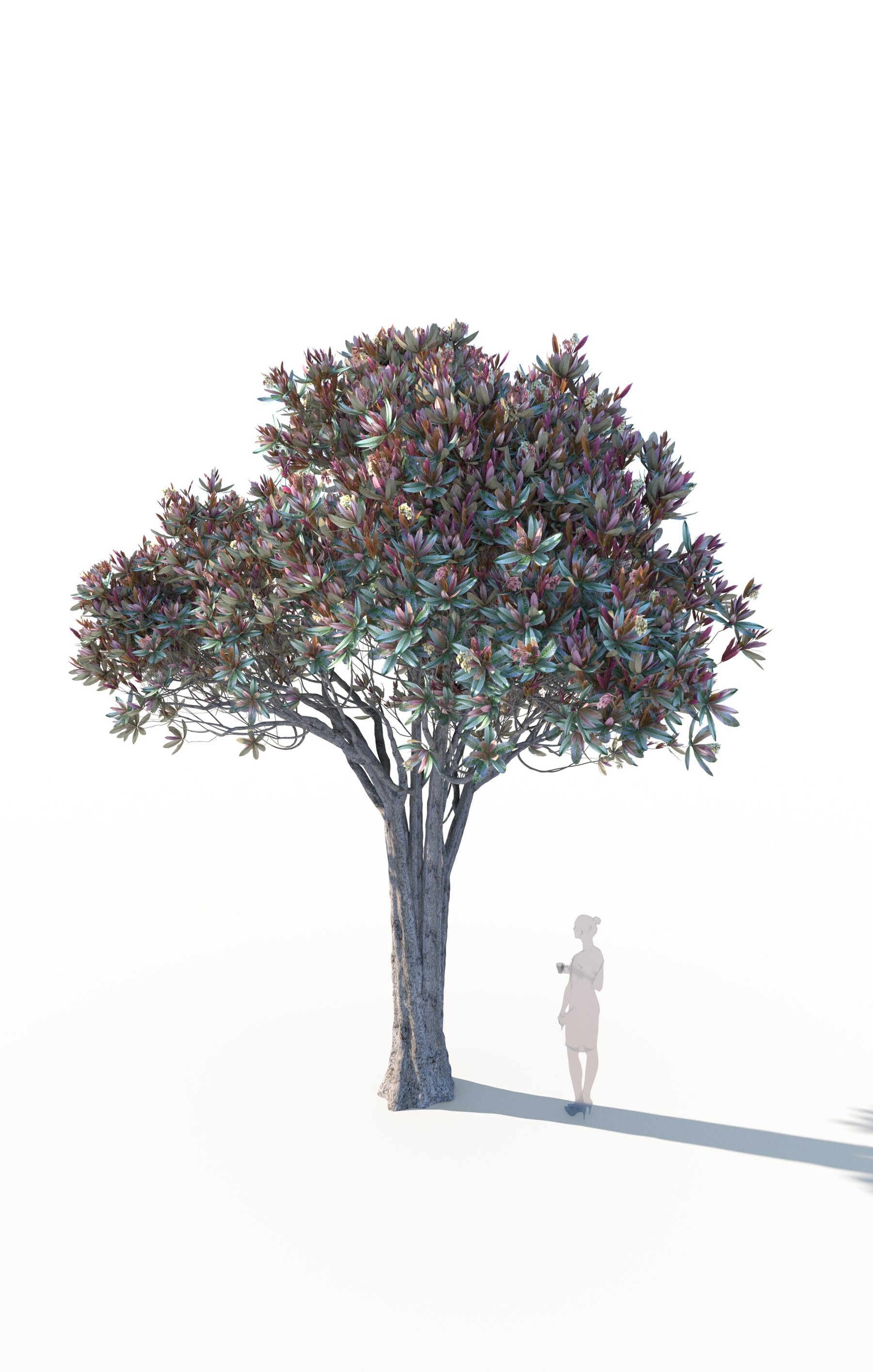 ArtStation - 3d models of mid bronze loquat tree eriobotrya deflexa ...