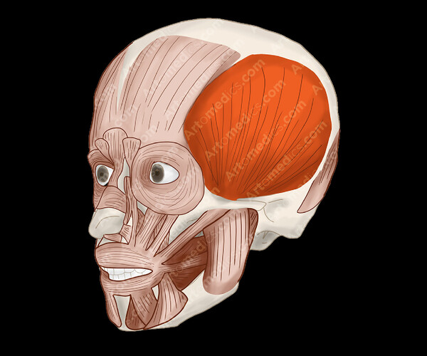 ArtStation - Temporalis Muscle (Anterolateral View) - Human Face ...