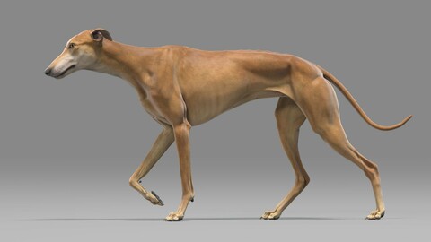 ArtStation - Greyhound Animated Collection