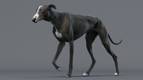 ArtStation - Greyhound Animated Collection