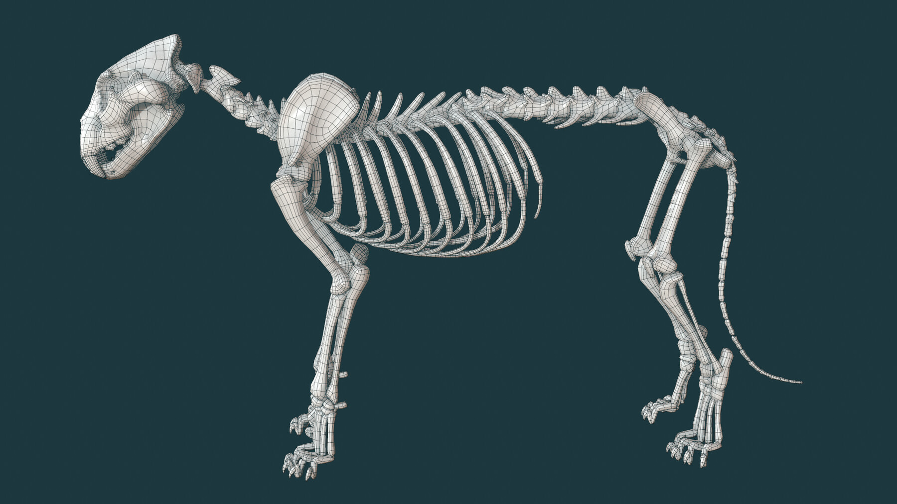ArtStation - Lion Skeleton | Premium Lion Bone Anatomy Model | Animal ...