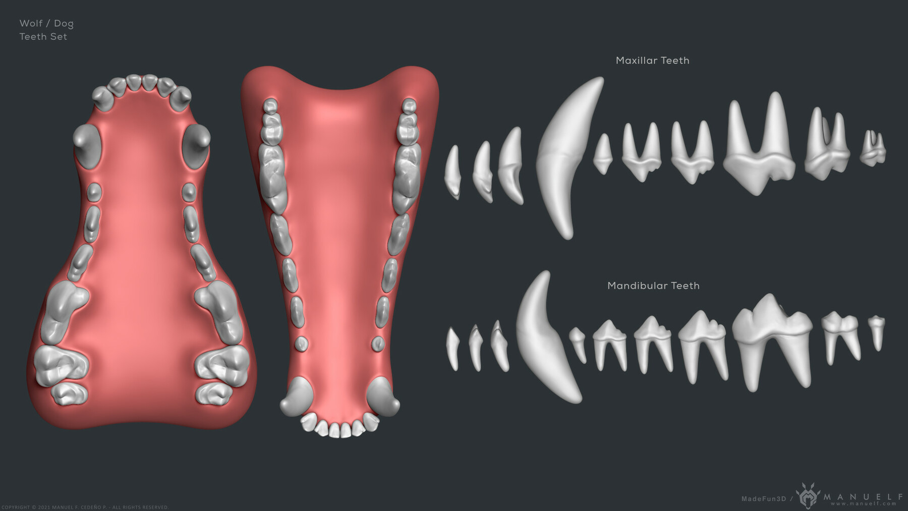 ArtStation - Wolf Dog Mouth and Teeth Set | Resources