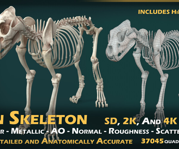 ArtStation - Lion Skeleton | Premium Lion Bone Anatomy Model | Animal ...