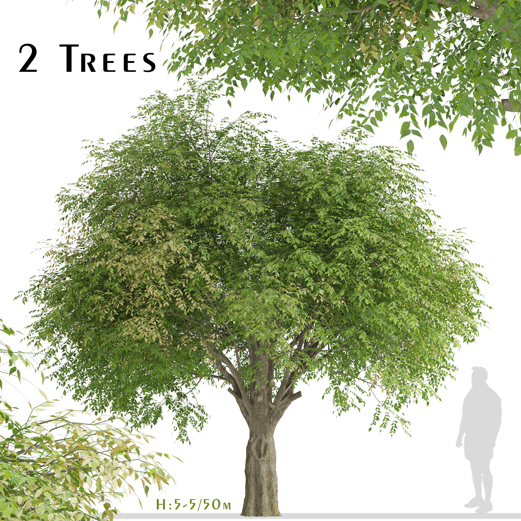 ArtStation - Set of Fraxinus griffithii Trees (evergreen ash) (2 Trees ...