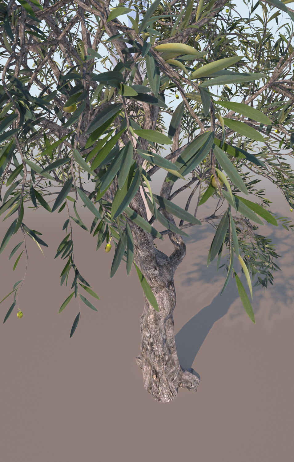 ArtStation - 3D olive tree olea europaea decorative b | Resources