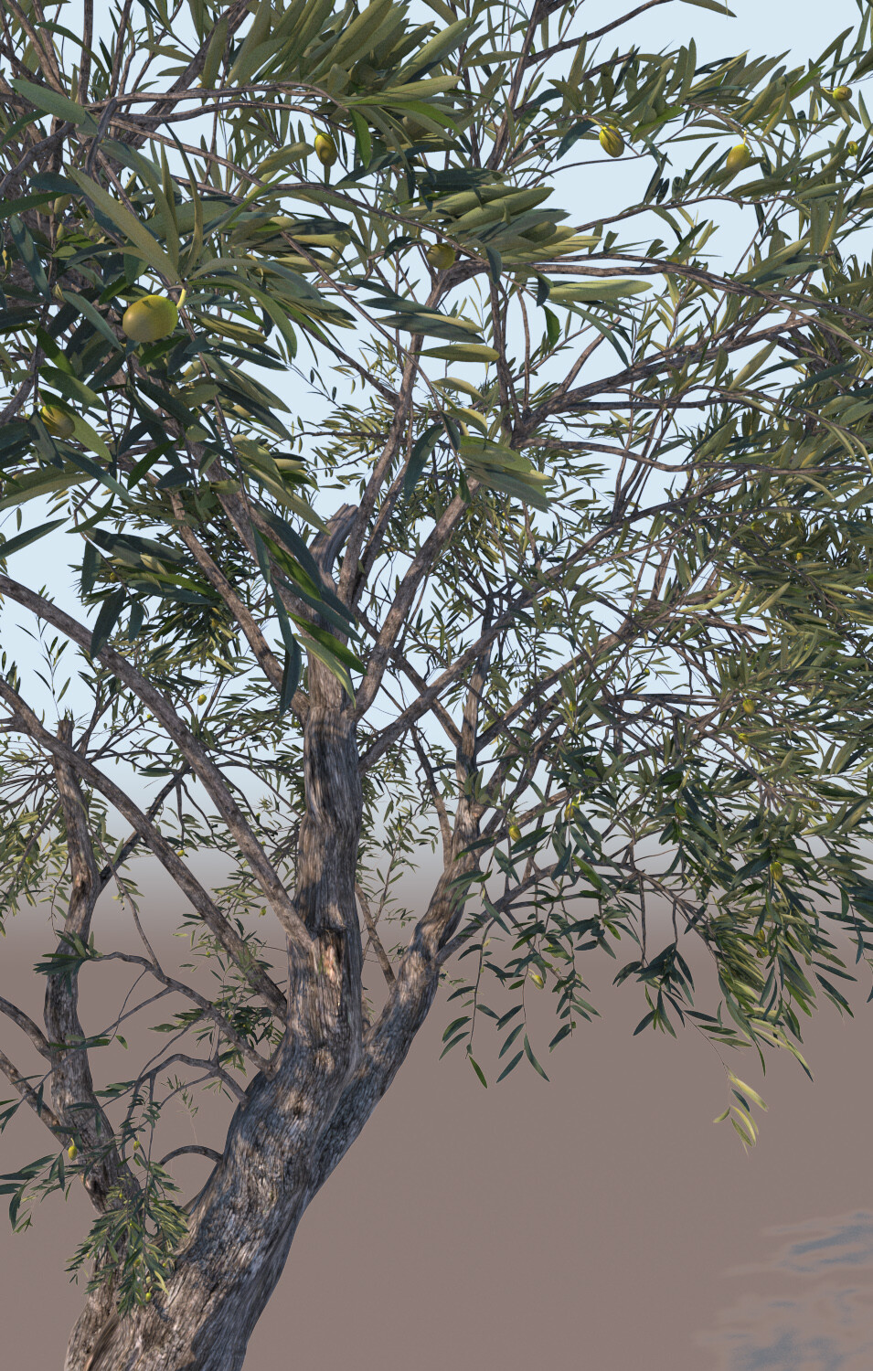 ArtStation - 3D olive tree olea europaea decorative b | Resources