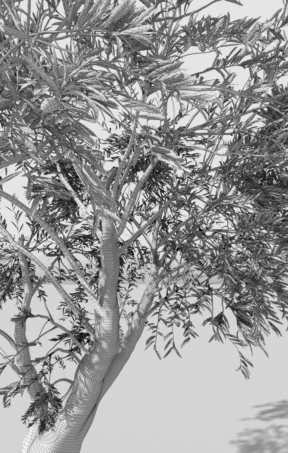 ArtStation - 3D olive tree olea europaea decorative b | Resources