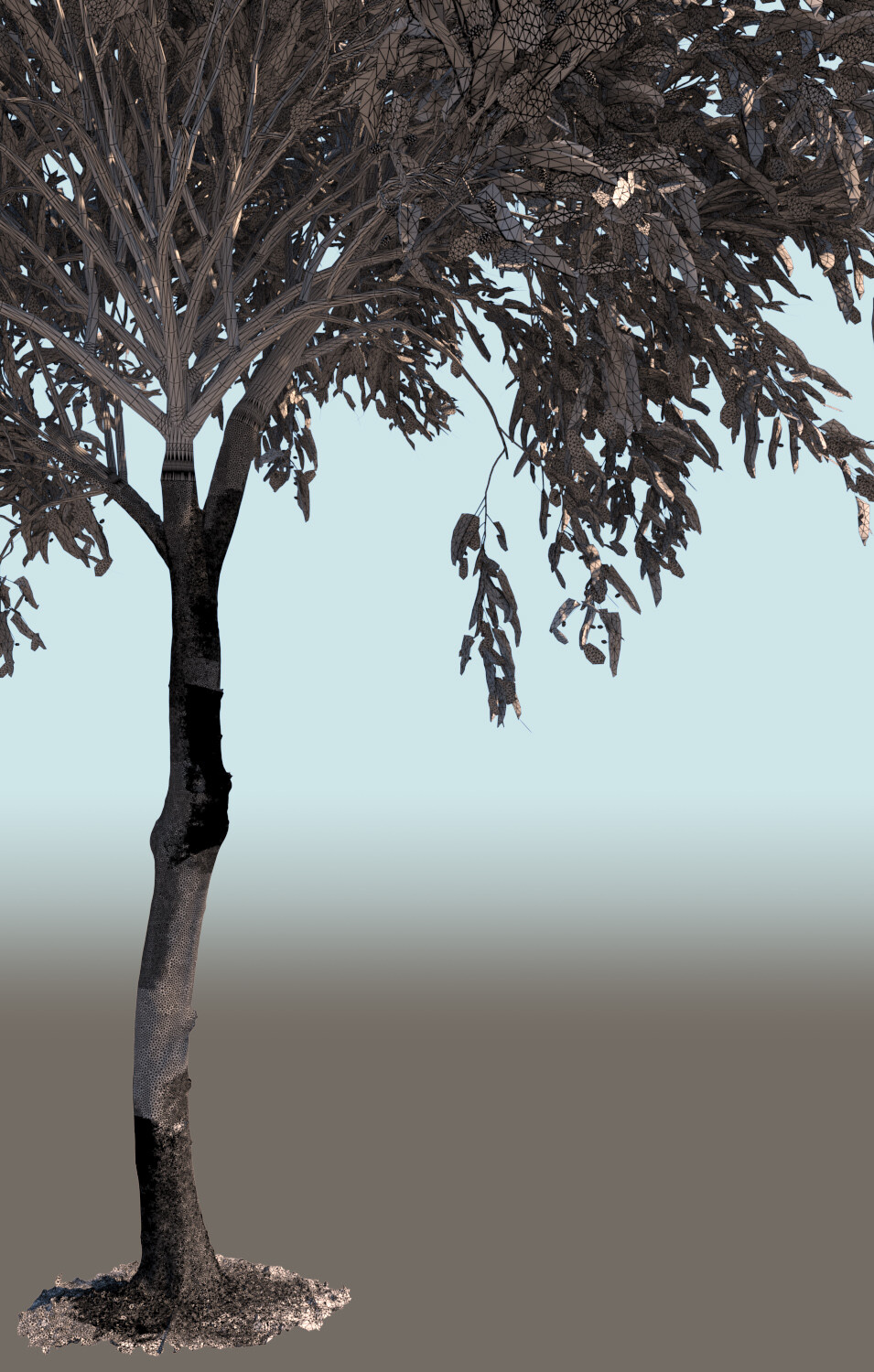 ArtStation - 3D olive tree olea europaea young b | Resources
