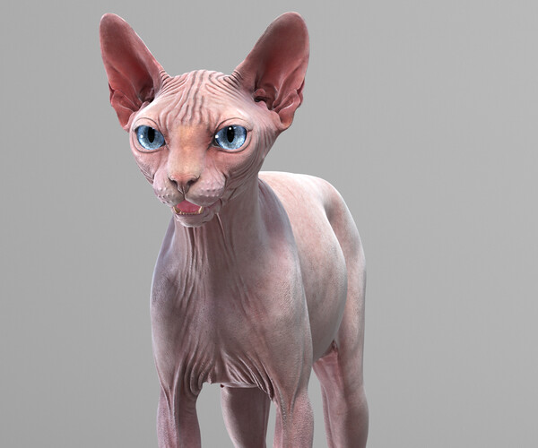 ArtStation - Sphynx Cat Pink | Resources