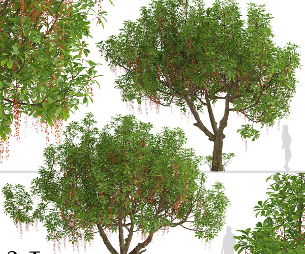 ArtStation - Set of Barringtonia acutangula Trees (Itchy Tree) (2 Trees ...