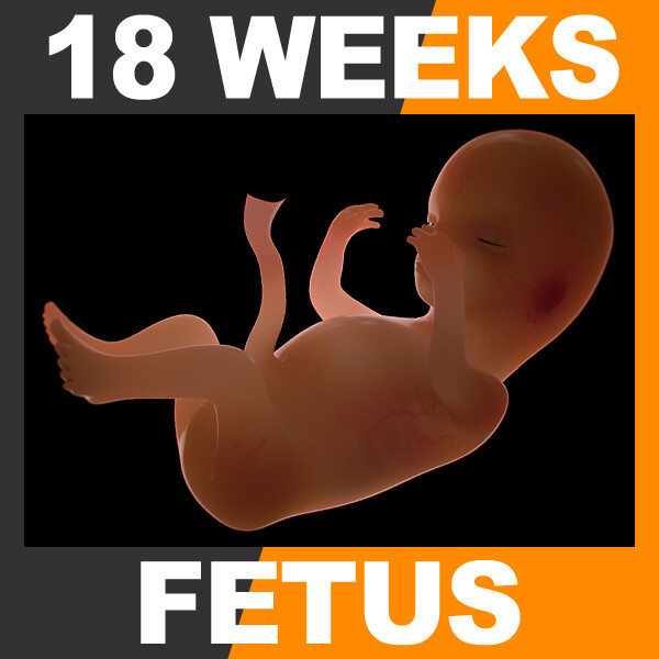 ArtStation - Human Fetus 18 Weeks | Resources