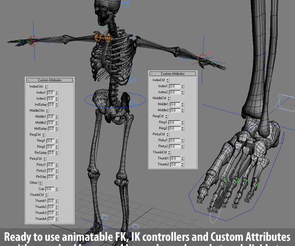 ArtStation - Human Skeleton - 3ds Max Rigged | Resources