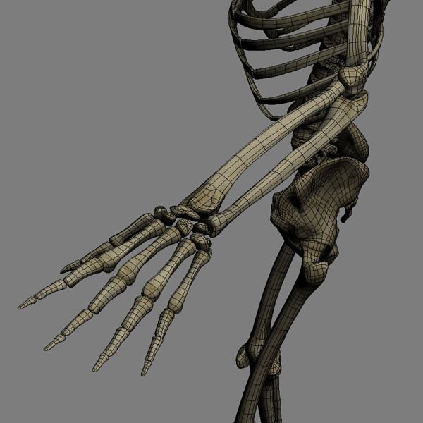 ArtStation - Human Skeleton - Cinema 4D Rigged | Game Assets
