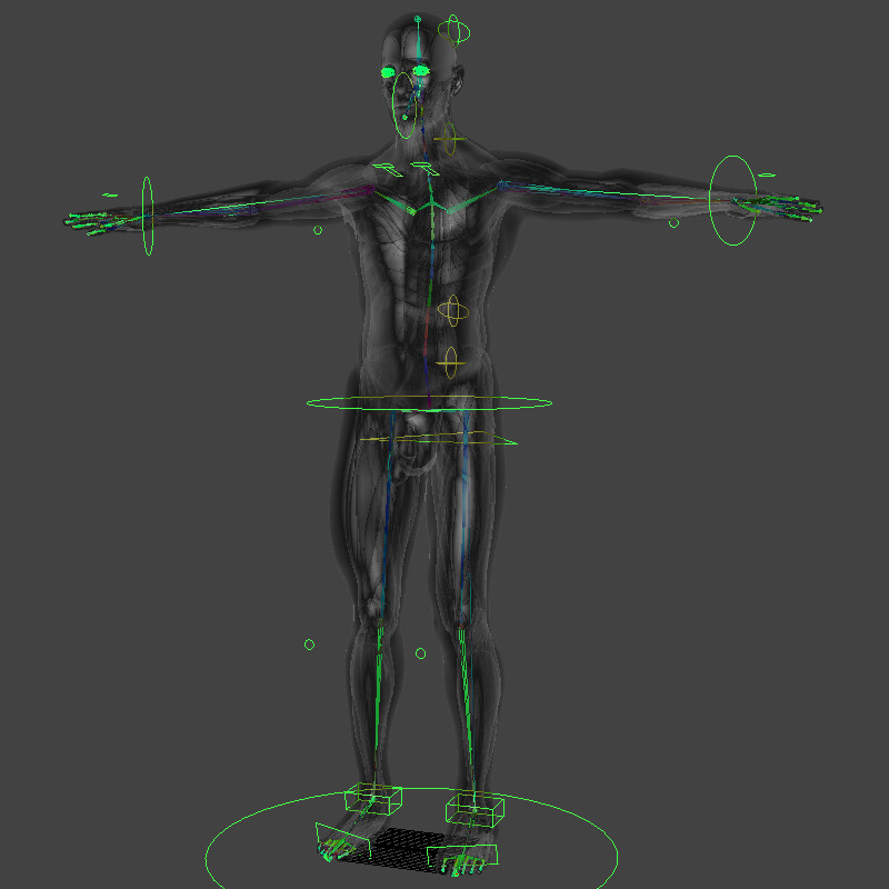 ArtStation - Human Male Body and Muscular System - Rigged Anatomy ...