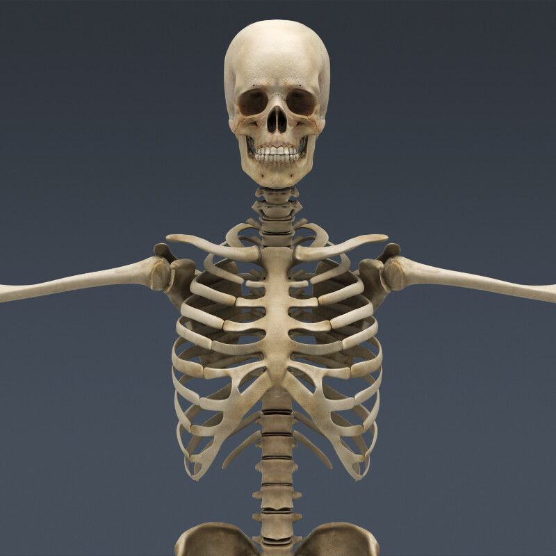 ArtStation - Human Muscular System and Skeleton - Rigged Anatomy ...