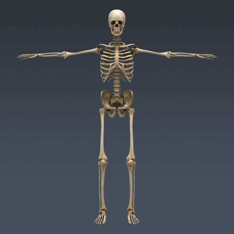 ArtStation - Human Muscular System and Skeleton - Rigged Anatomy ...
