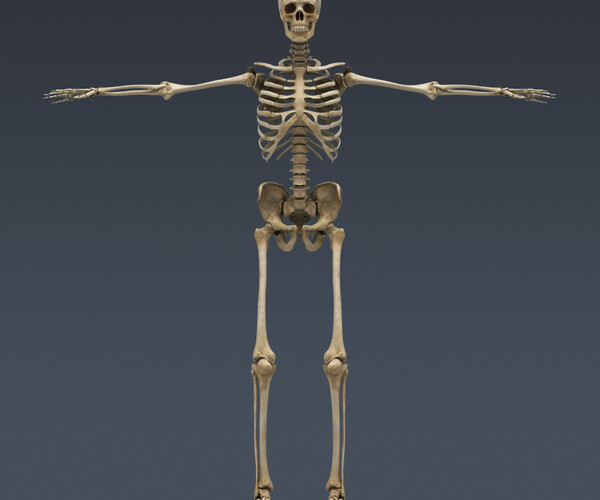 ArtStation - Human Muscular System and Skeleton - Rigged Anatomy ...