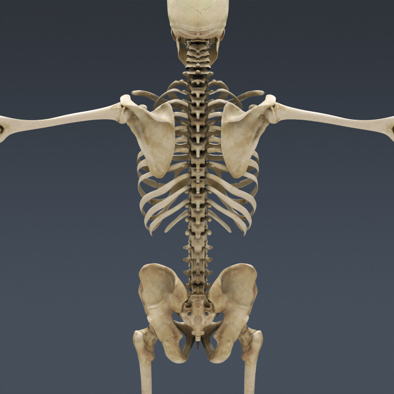 ArtStation - Human Muscular System and Skeleton - Rigged Anatomy ...
