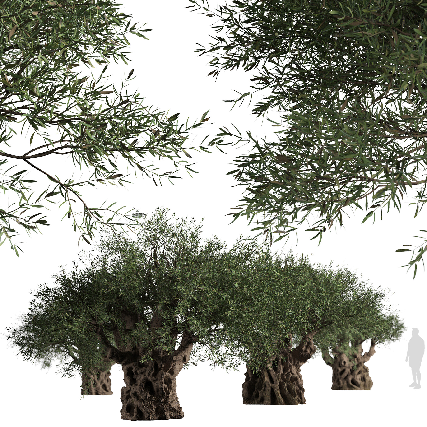 ArtStation - Set of Olive Trees (Olea europaea) (2 Trees) 3D Model ...